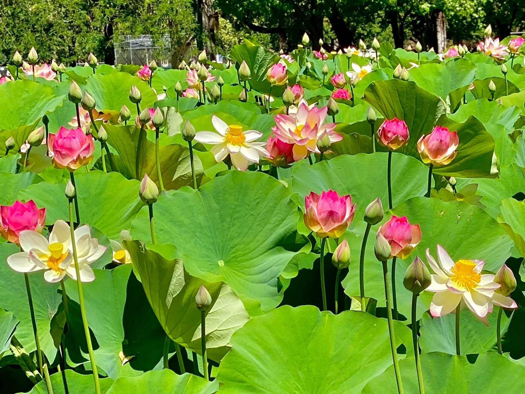 Lotus Flower Garden in Full Bloom at William Land! - Haggin Oaks